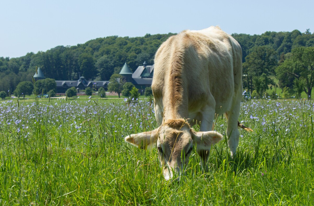 Vermont Cheese Week Hosted by Vermont Cheese Council